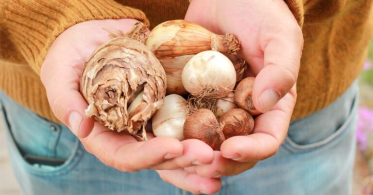 How and When to Plant Flower Bulbs - Drew & Ingrid Group